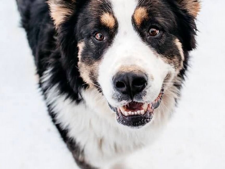 Алабай сао роскошная собака в добрые руки