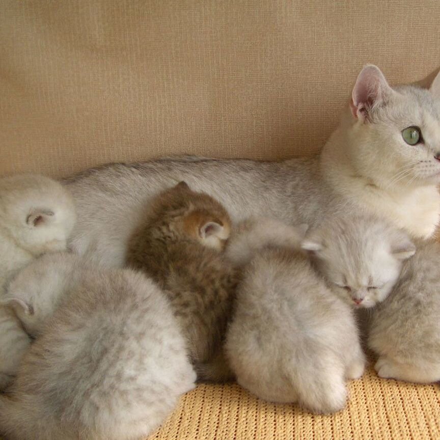 Котята шиншилловое серебро