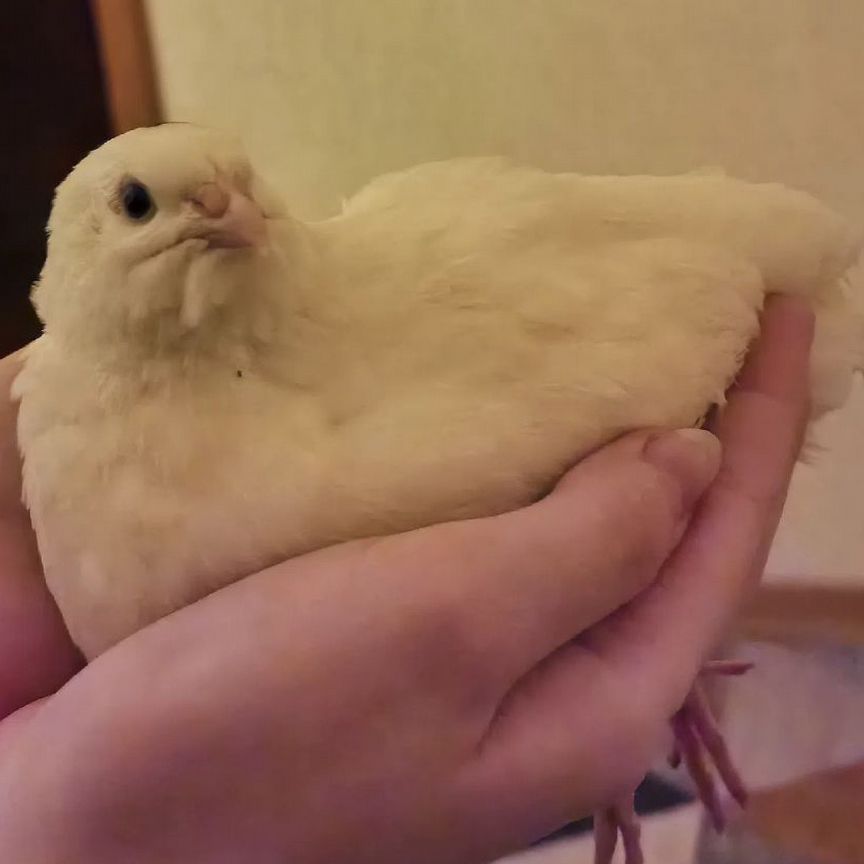 Перепел ручной