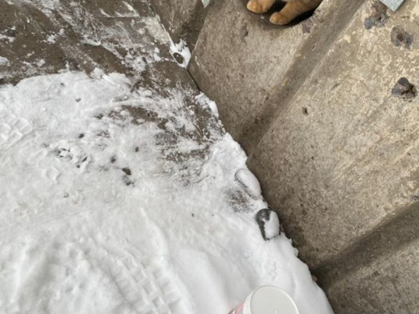 Кошечка очень нуждается в помощи