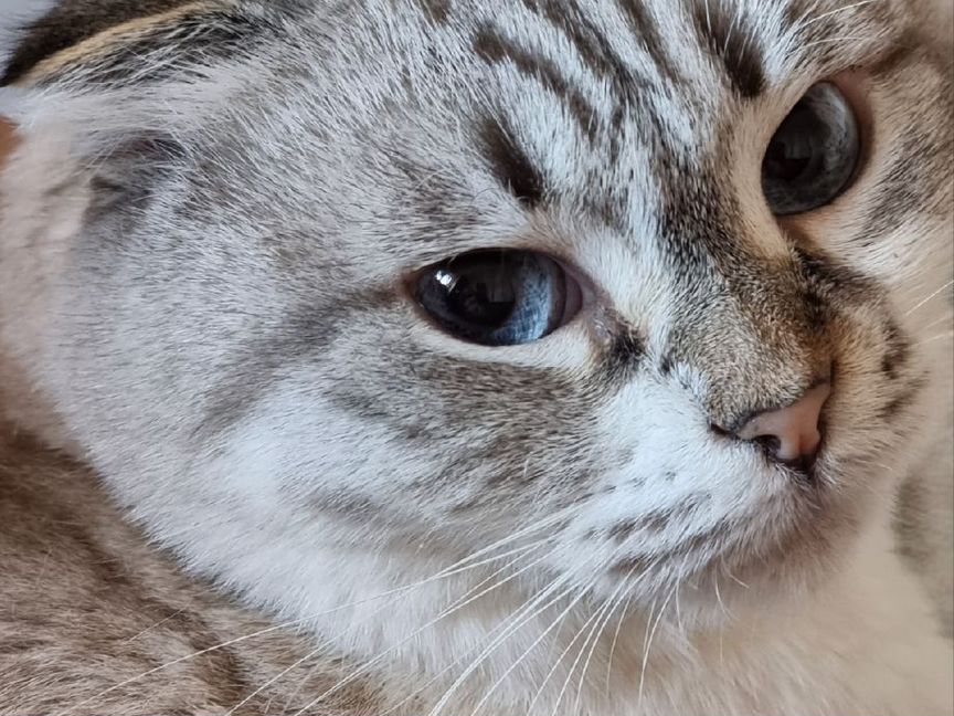 Шотландская кошка Бесплатно