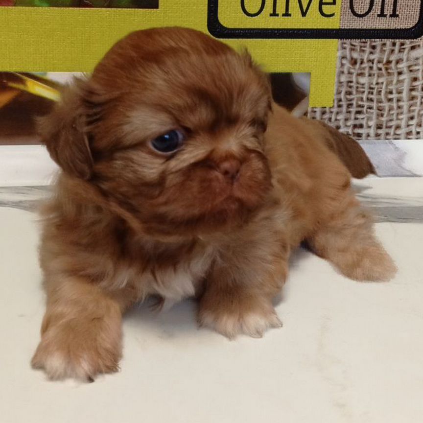 Щенки пикинеса