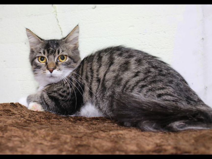 Котики в добрые руки бесплатно