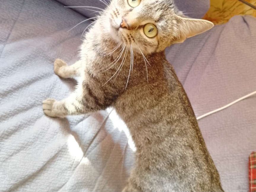 Молодая кошечка, породы табби