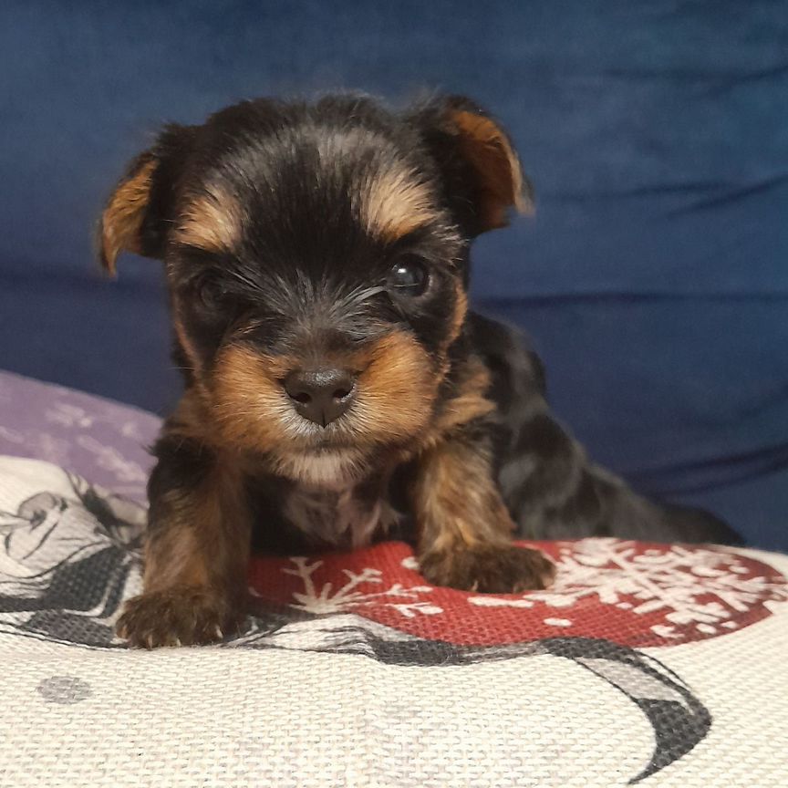Йоркширский терьер, щенок