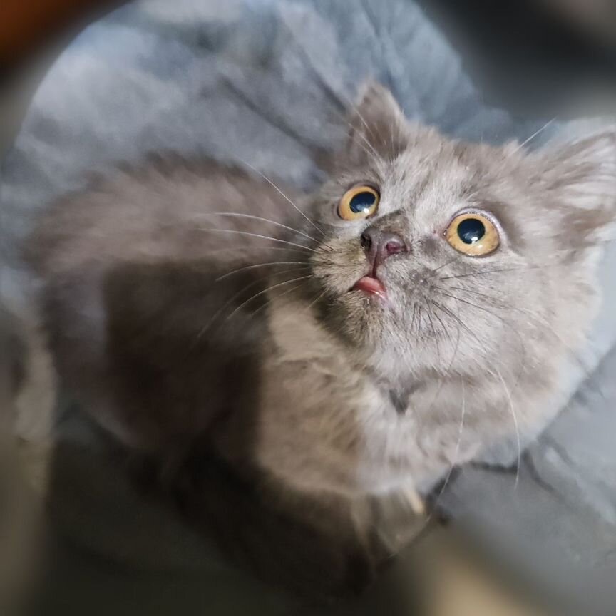 Британская кошечка