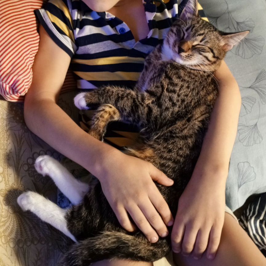 Потерялся кот