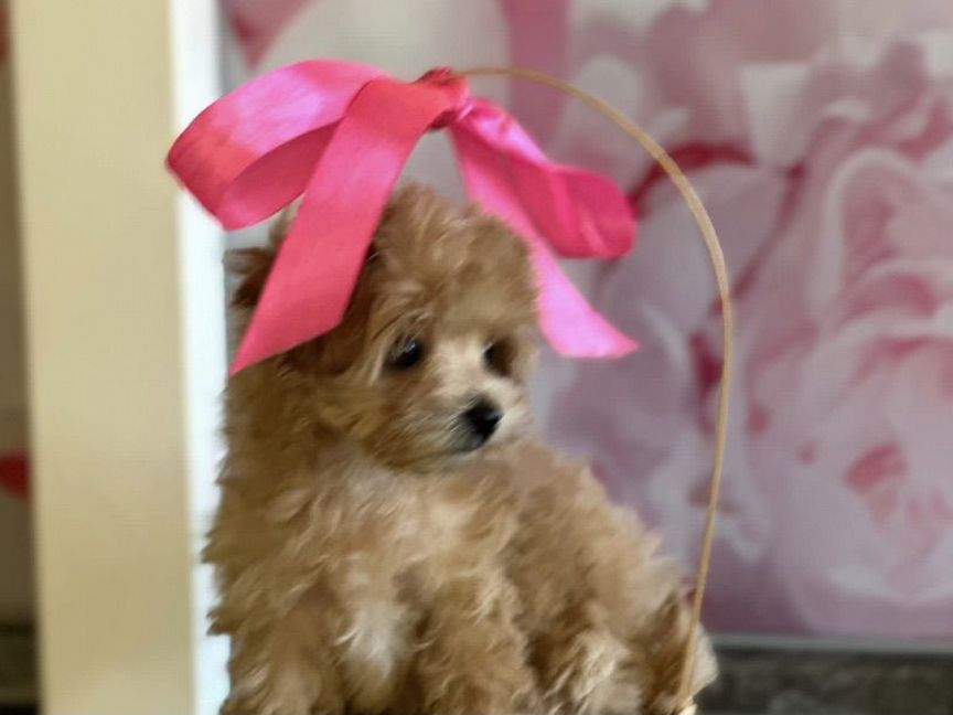 Щенки мальтипу микро