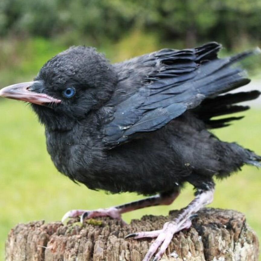 Птенец галки, галчонок