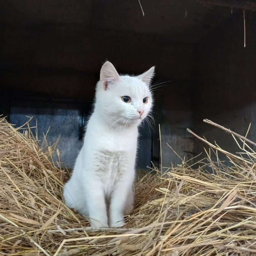 Кот беляш