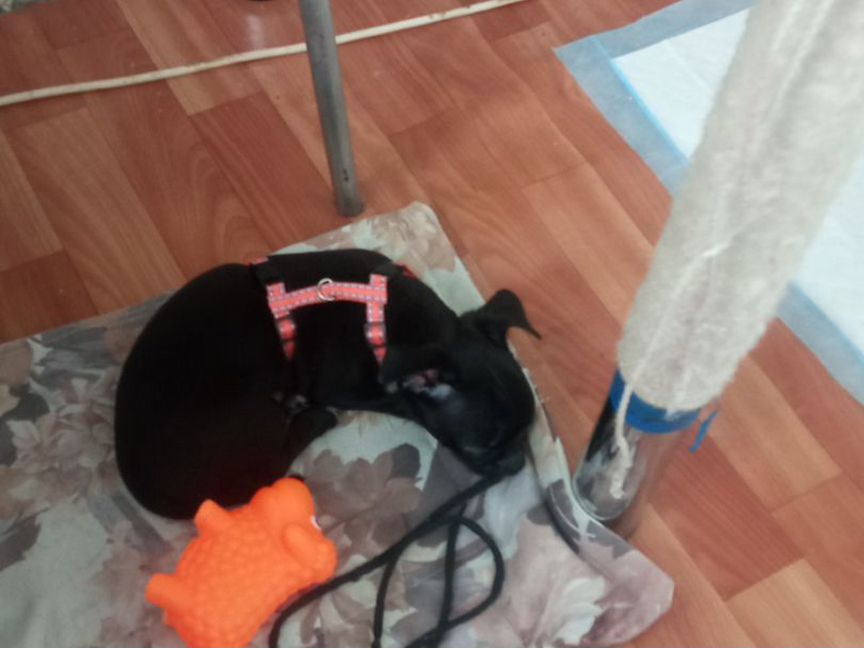 Чихуа, с паспортом, прививками, 3 мес