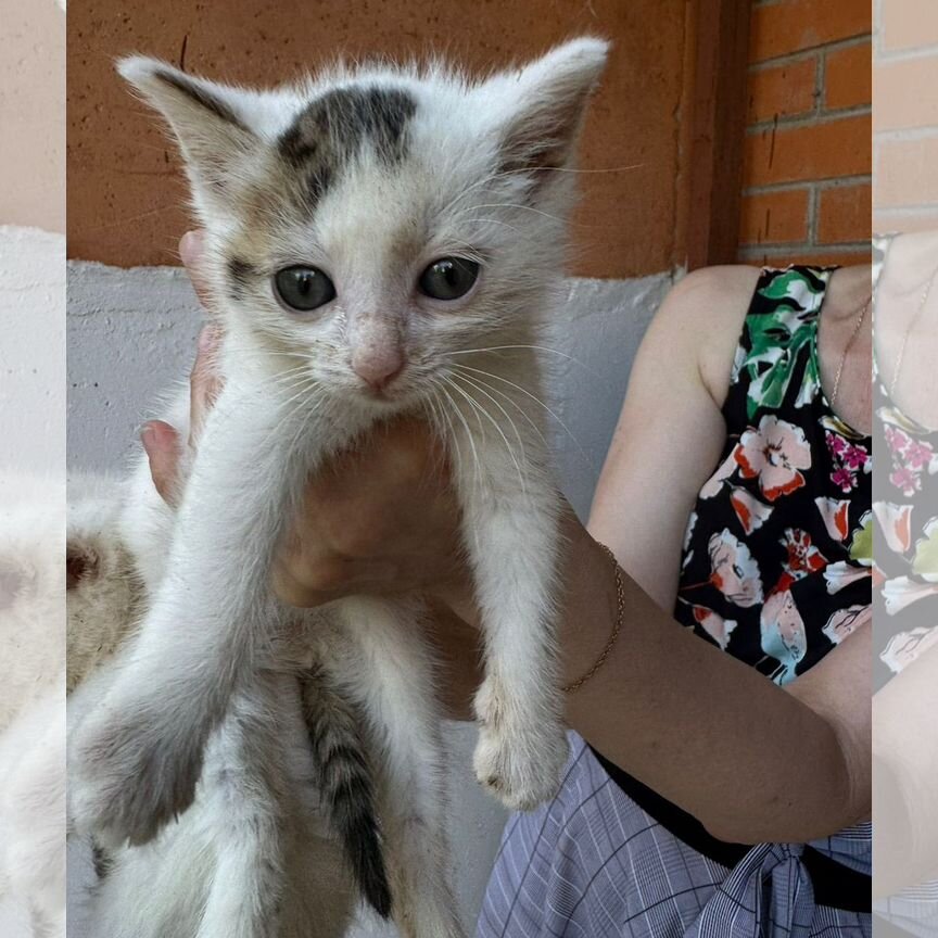 Котёнок беленький в добрые руки
