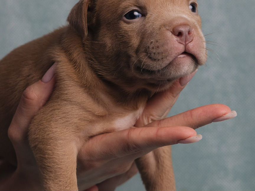 Щенок ам булли покет