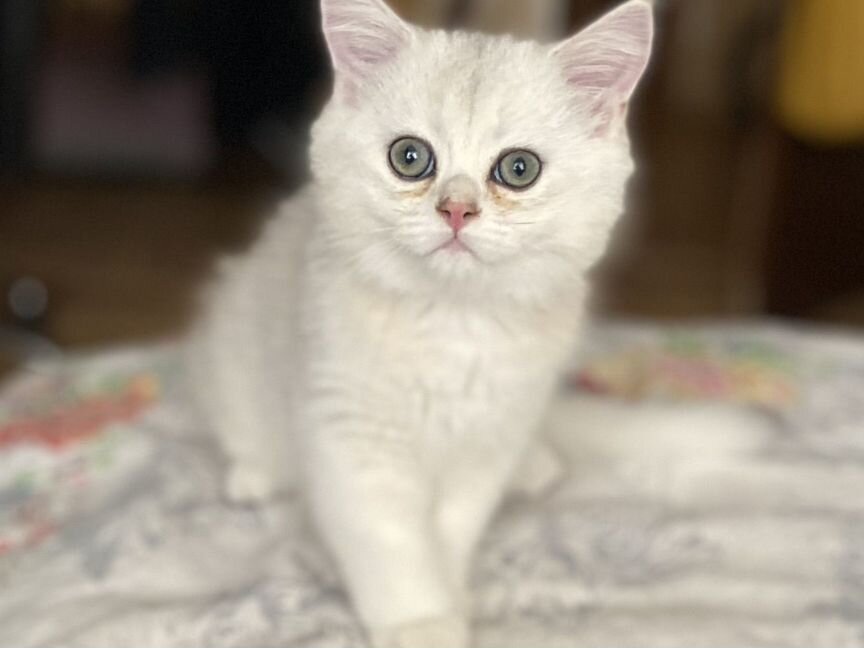 Шотланлский котик Каспер