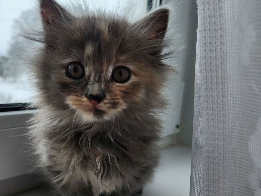 Котенок девочка в добрые руки,приучен