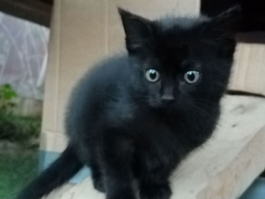 Котенок в добрые руки