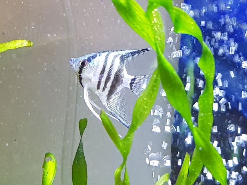 Аквариумные рыбки