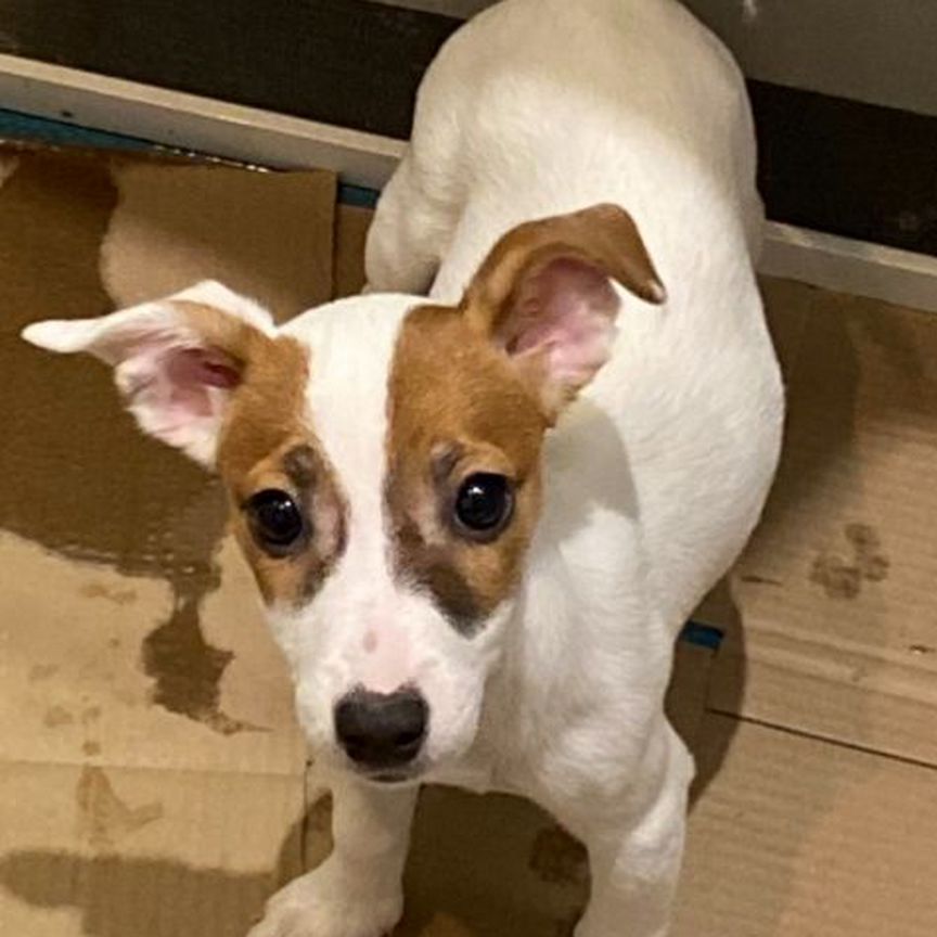 Джек-рассел-терьер, щенок