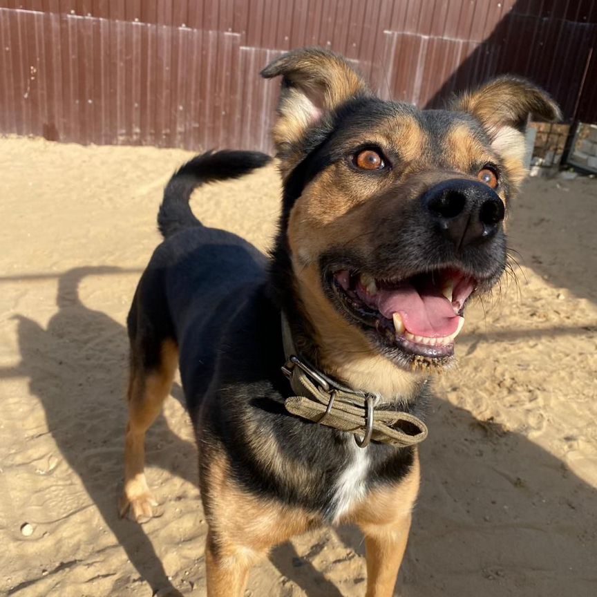 Собака улыбака