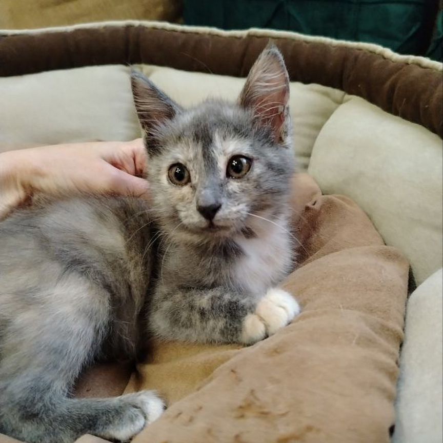 Малышка возраст 2 месяца обработана от паразитов