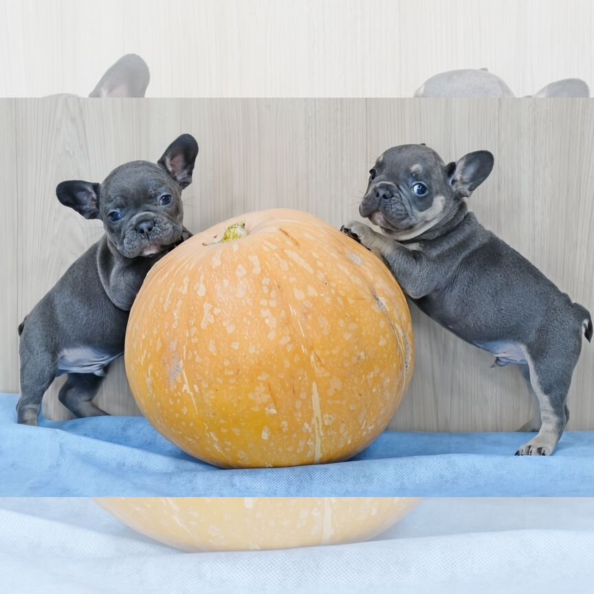 Французский бульдог, щенок