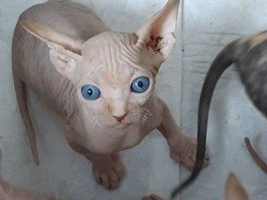 Котята сфинкс
