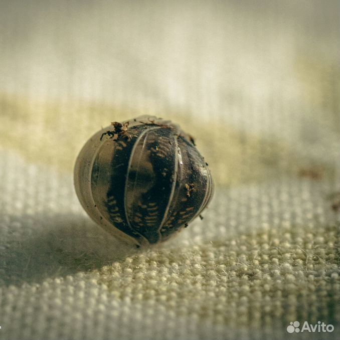 Мокрицы Cubaris Sp. Panda King \ Король панд