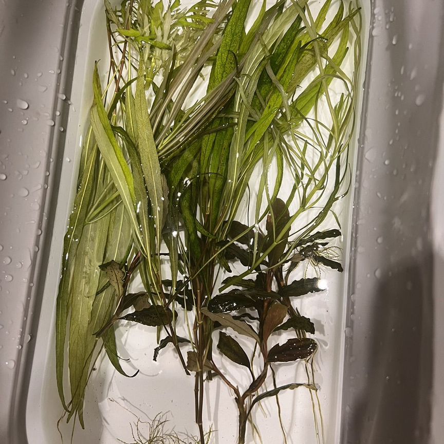 Аквариумная прополка бесплатно