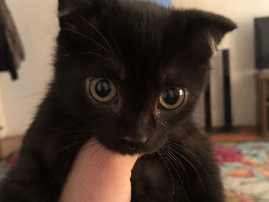 Британские вислоухие котята