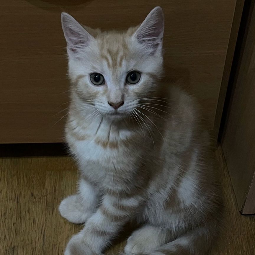 Котёнок в добрые руки