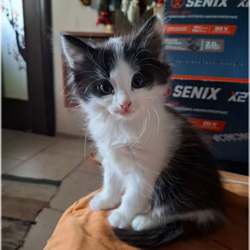 Котята в добрые руки бесплатно