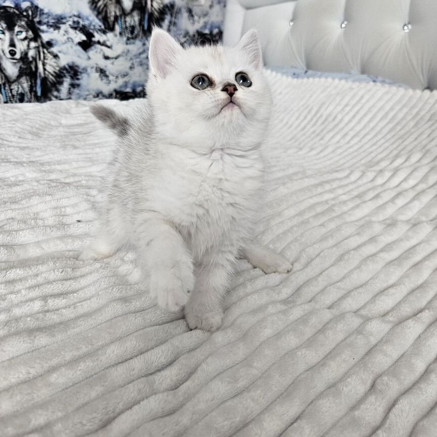 Британская кошка