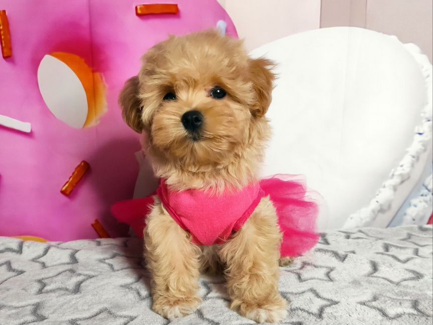 Мальтипу девочка красотка