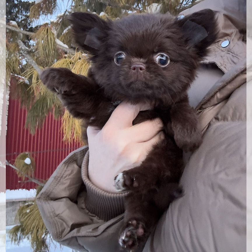 Чихуахуа, щенок