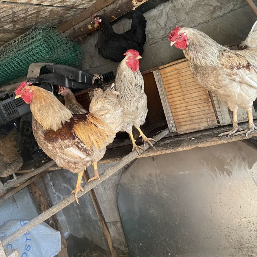 Петухи домашние