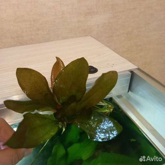 Эхинодорус Оцелит и Большой медведь