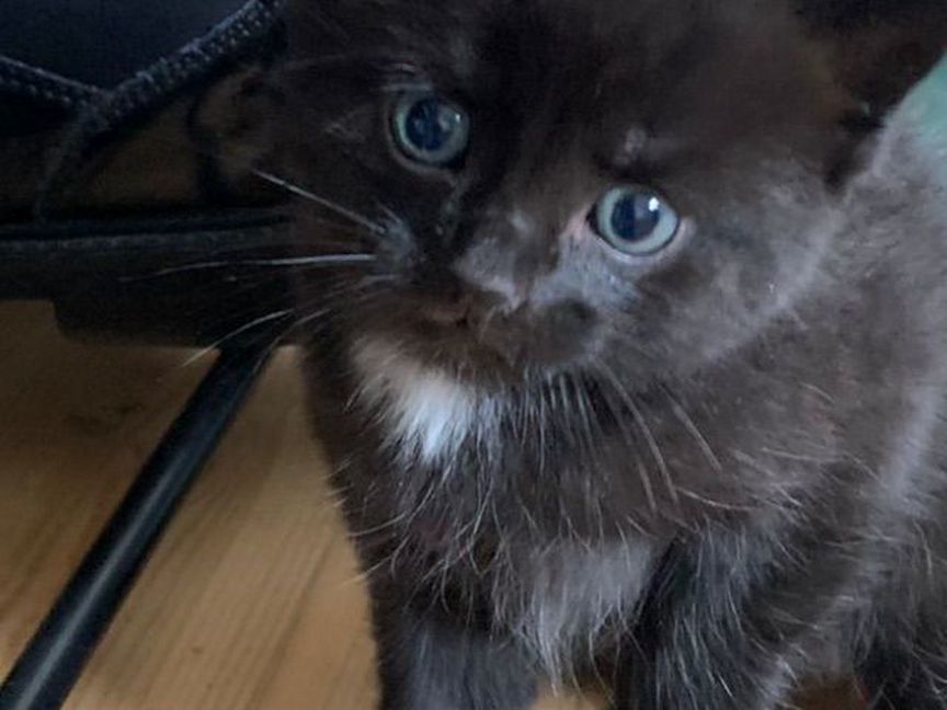 Котики бесплатно