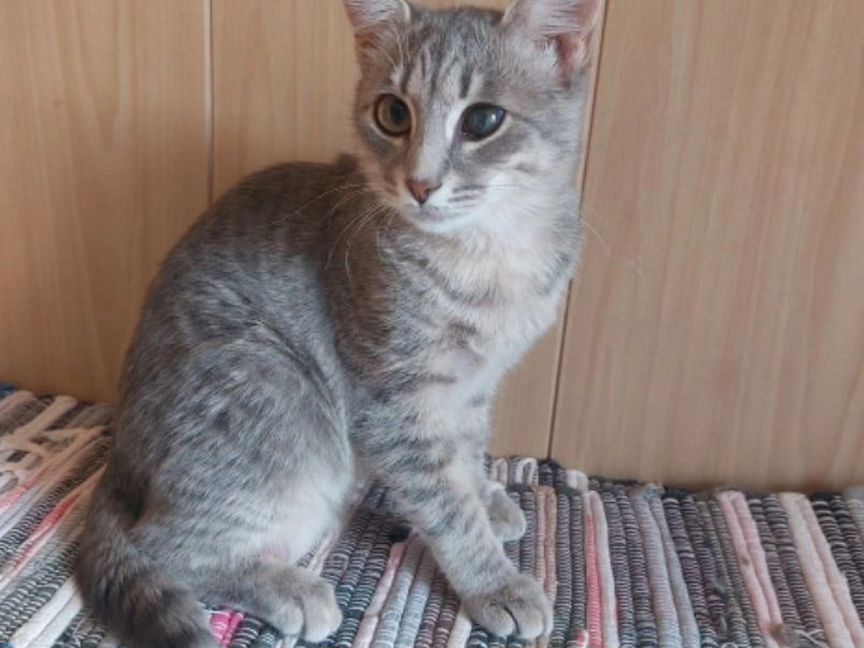 Кошечка хочет стать любимым питомцем