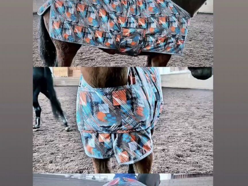 Попона на жеребенка