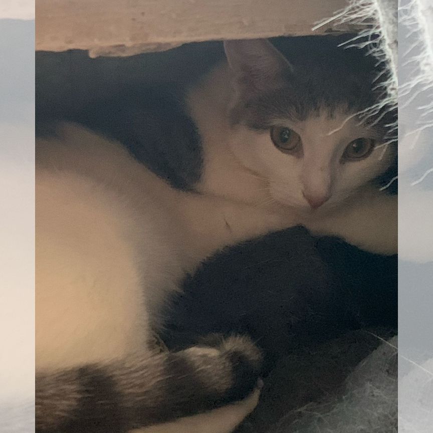 Взрослая, кошка в добрые руки