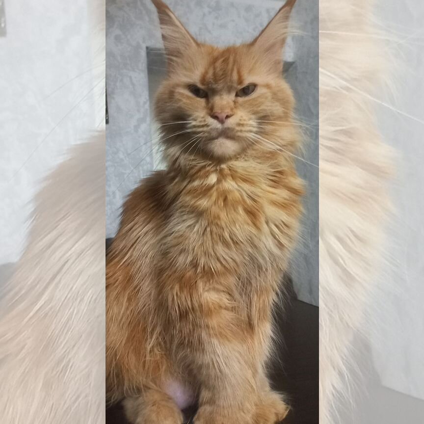 Мейн-кун котёнок