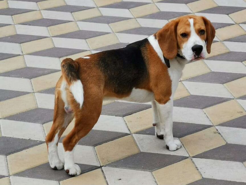 Вязка кобель бигль