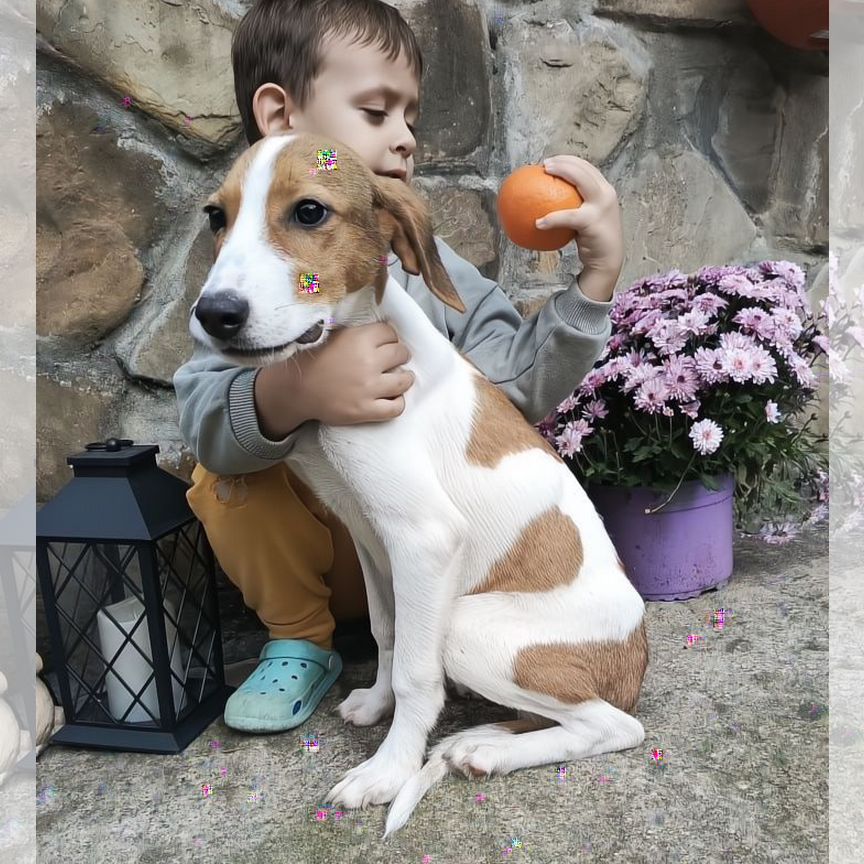 Эстонская гончая, щенок