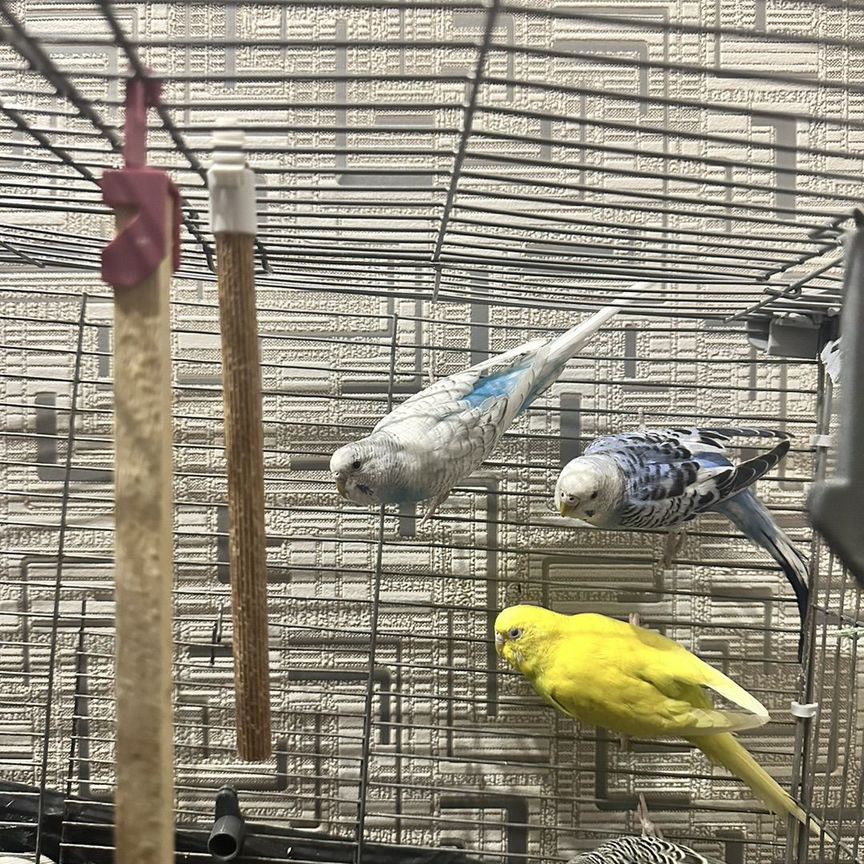 Волнистый попугай