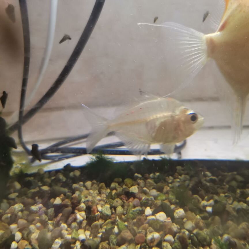 Продаю рыбку окунь