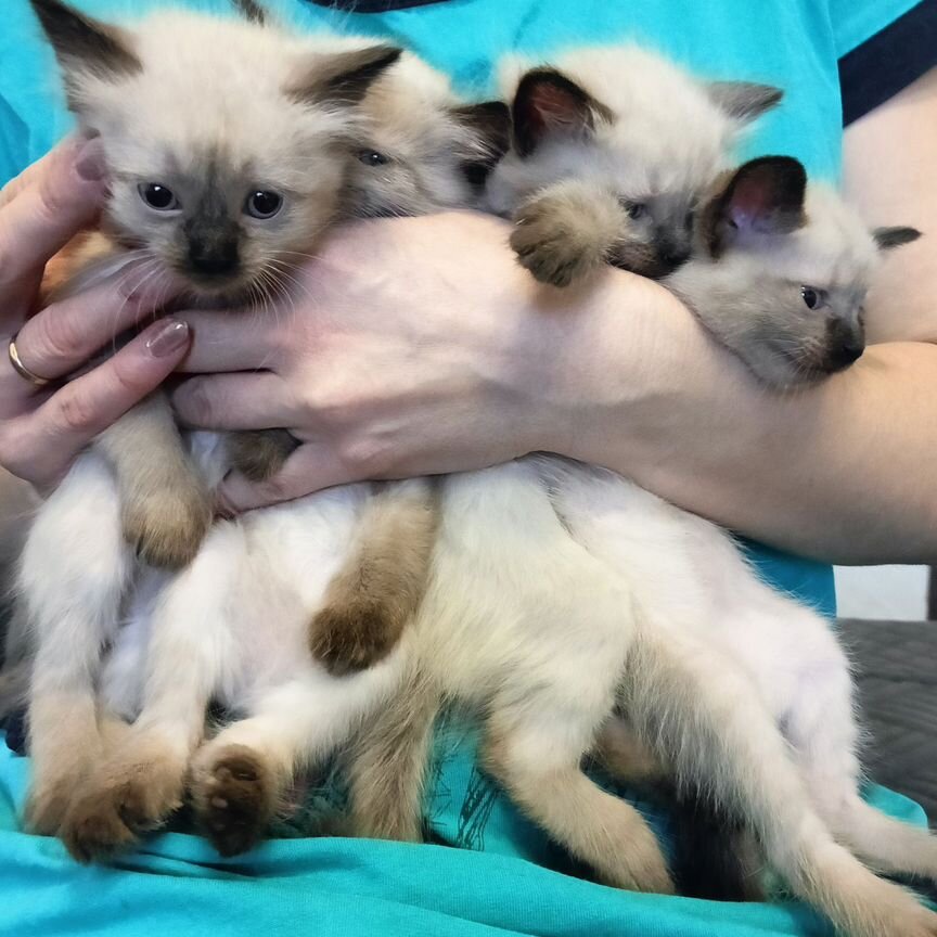 Отдам котят в добрые руки