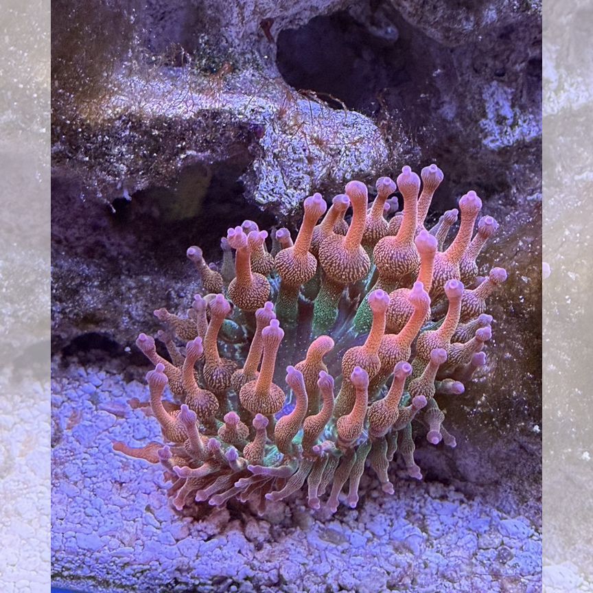 Актиния квадриколор