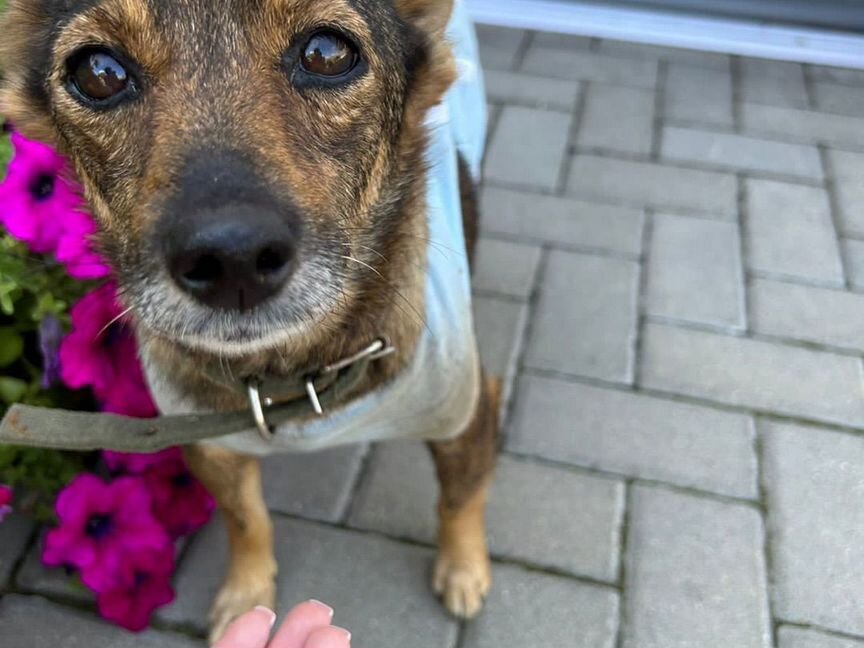 Собака бесплатно, все подробнее в описании