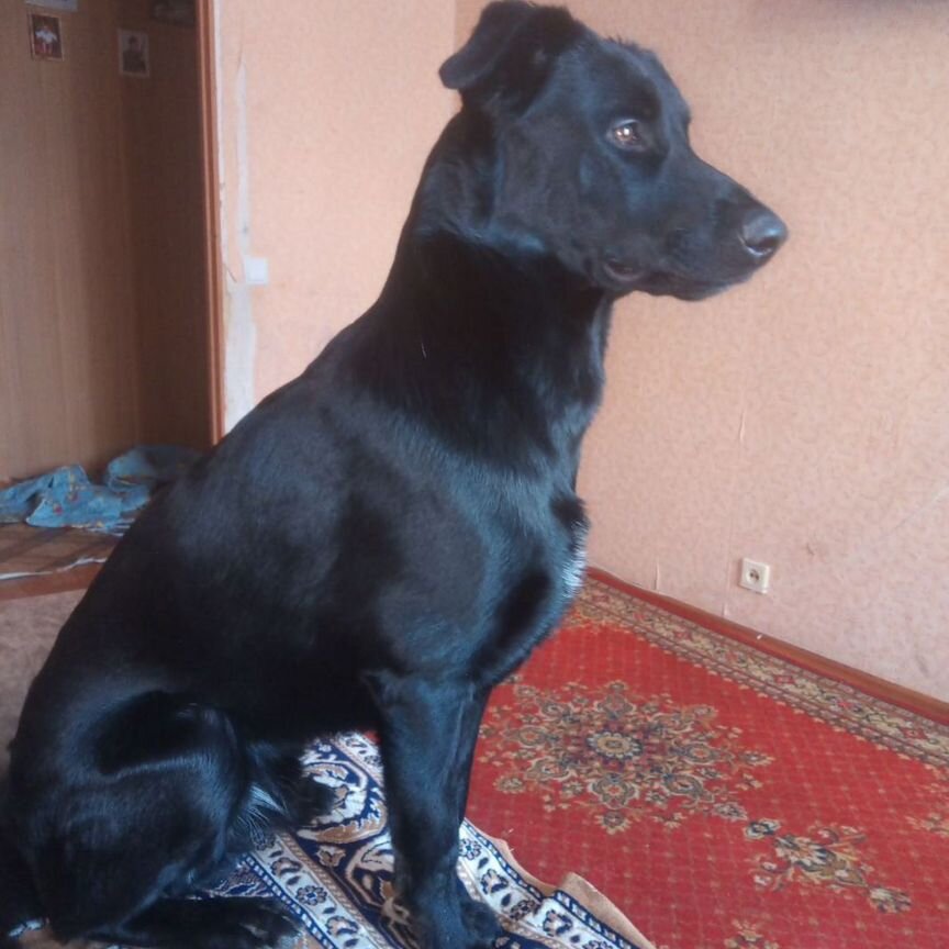Собака в добрые руки отдам бесплатно
