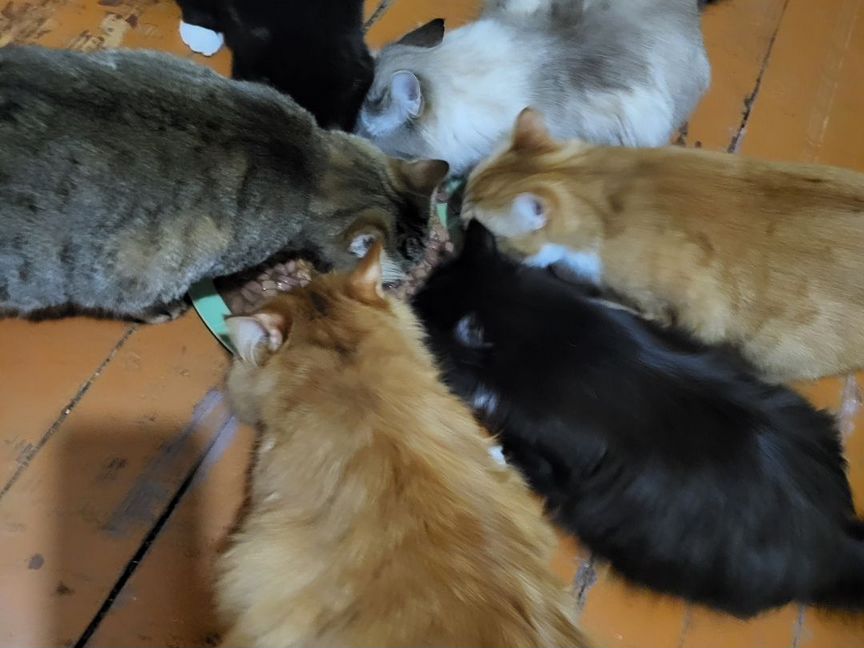 Помощь приюту